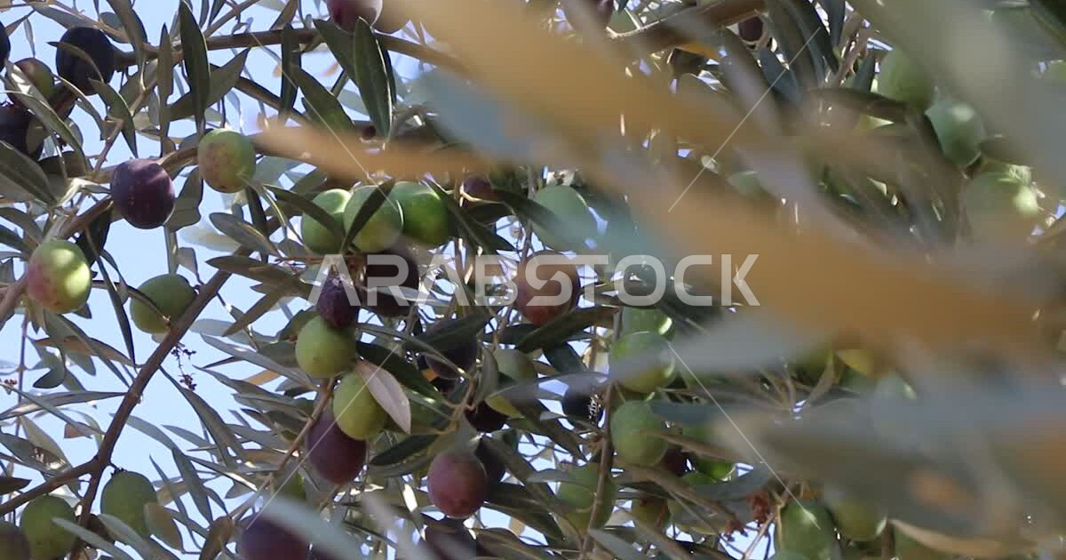 Fields and lands in the Kingdom of Saudi Arabia, planting and harvest ...