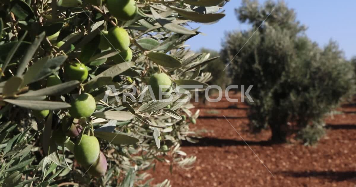 Fields and lands in the Kingdom of Saudi Arabia, planting and harvest ...