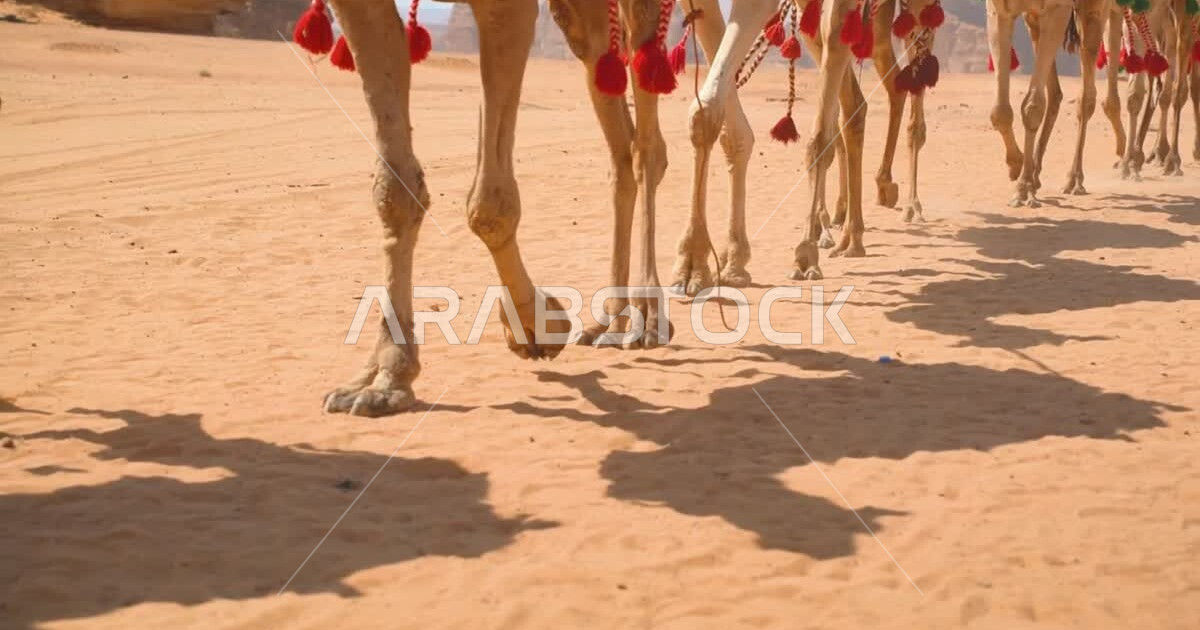 Raising and caring for camels in the wild nature reserves in the ...