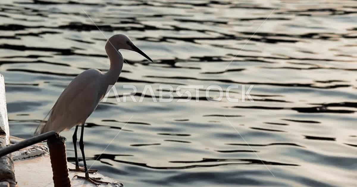 Lake heron, close-up of a white egret standing on a boat in the river ...