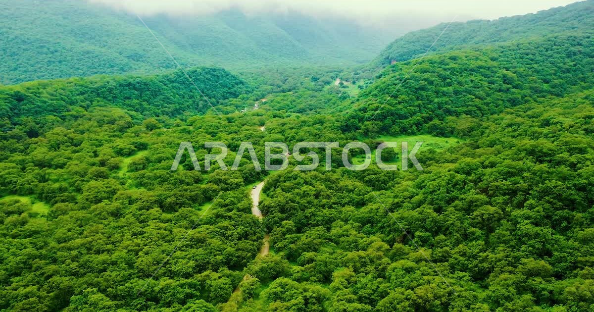 The autumn forests of Salalah in the south of the Sultanate of Oman ...