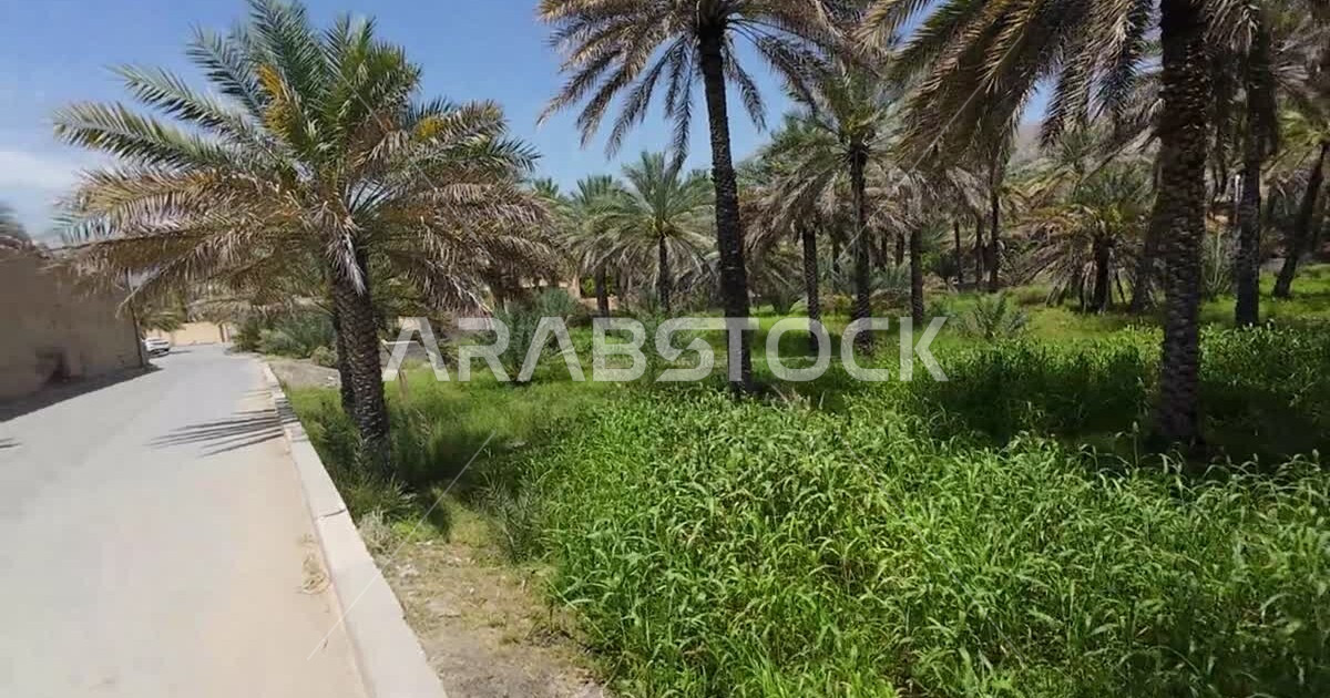 Palm trees and green plants in the Sultanate of Oman, old traditional ...