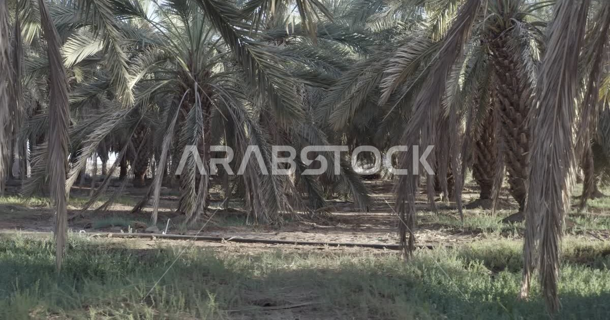 Nature reserves in Saudi Arabia, local crops and agricultural products ...