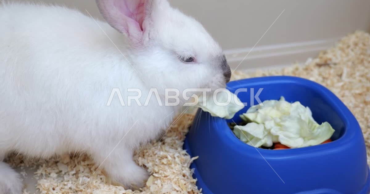 Preserving rabbits from extinction in Saudi Arabia, wild nature ...