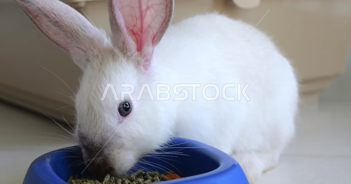 Preserving rabbits from extinction in Saudi Arabia, wild nature ...