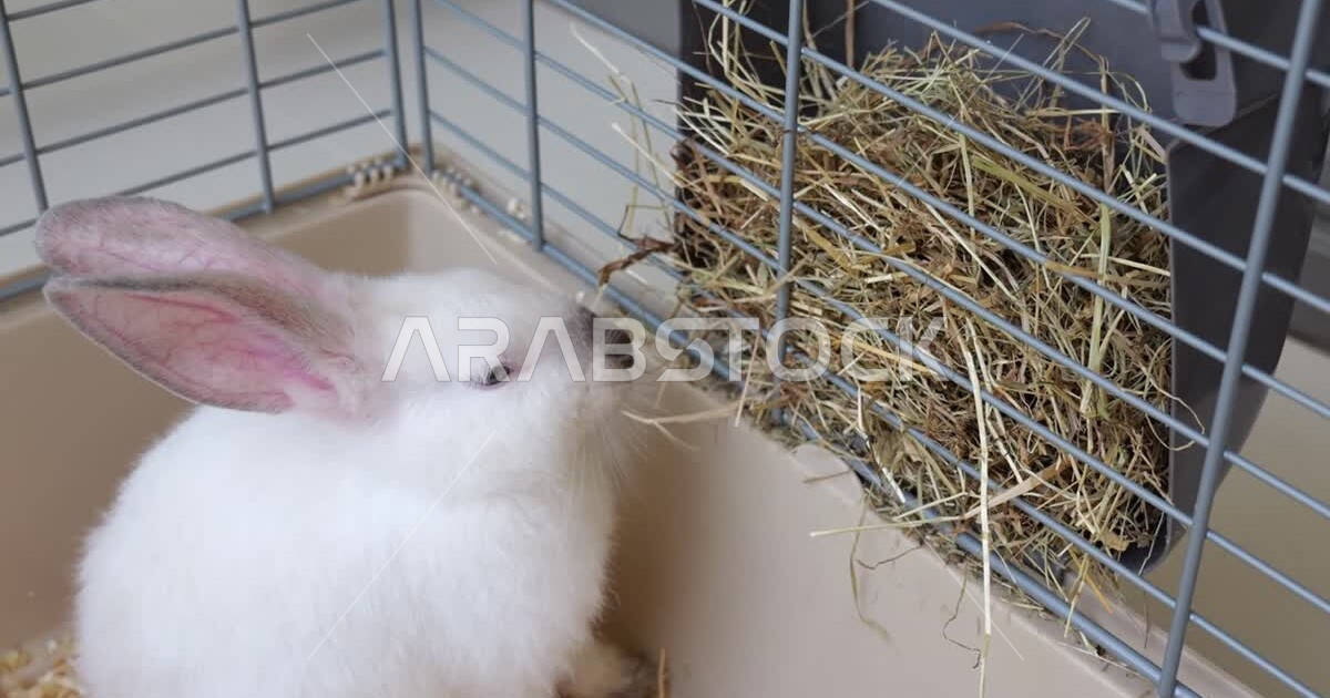 Preserving rabbits from extinction in Saudi Arabia, wild nature ...
