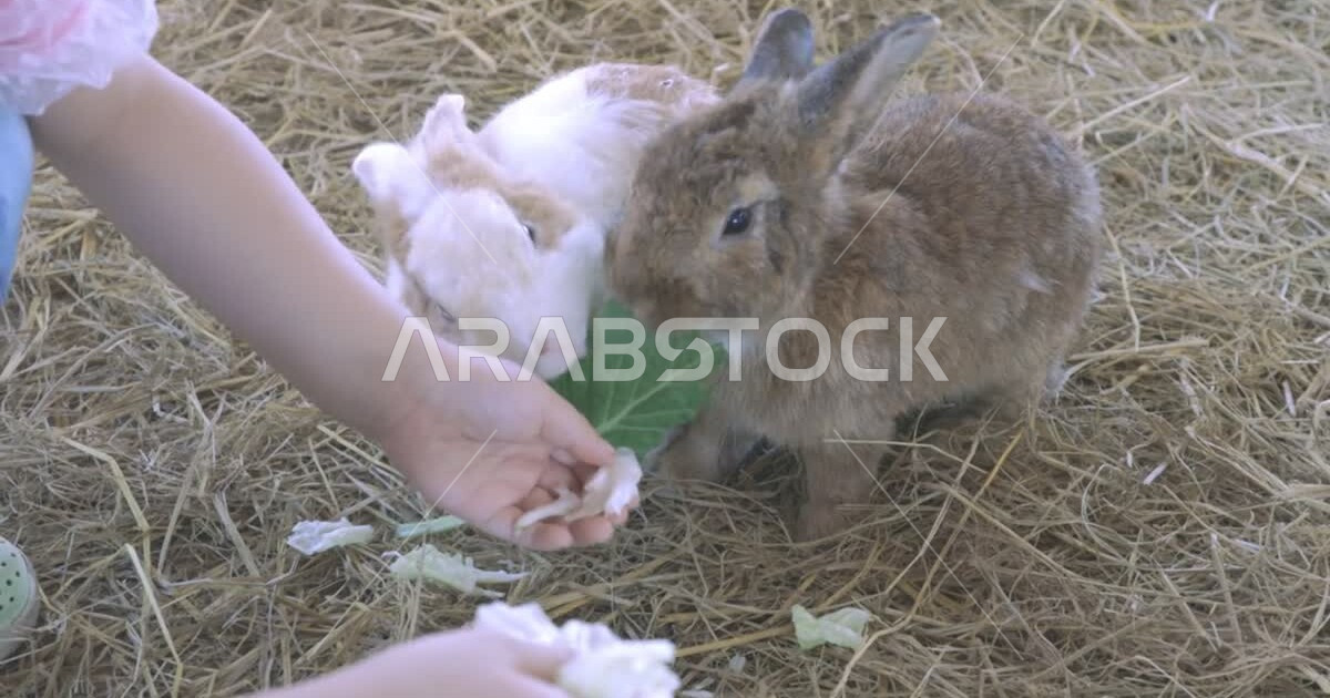 Preserving rabbits from extinction in Saudi Arabia, wild nature ...