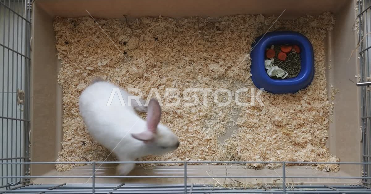 Wildlife reserves for raising and caring for pets, vertical top view of ...