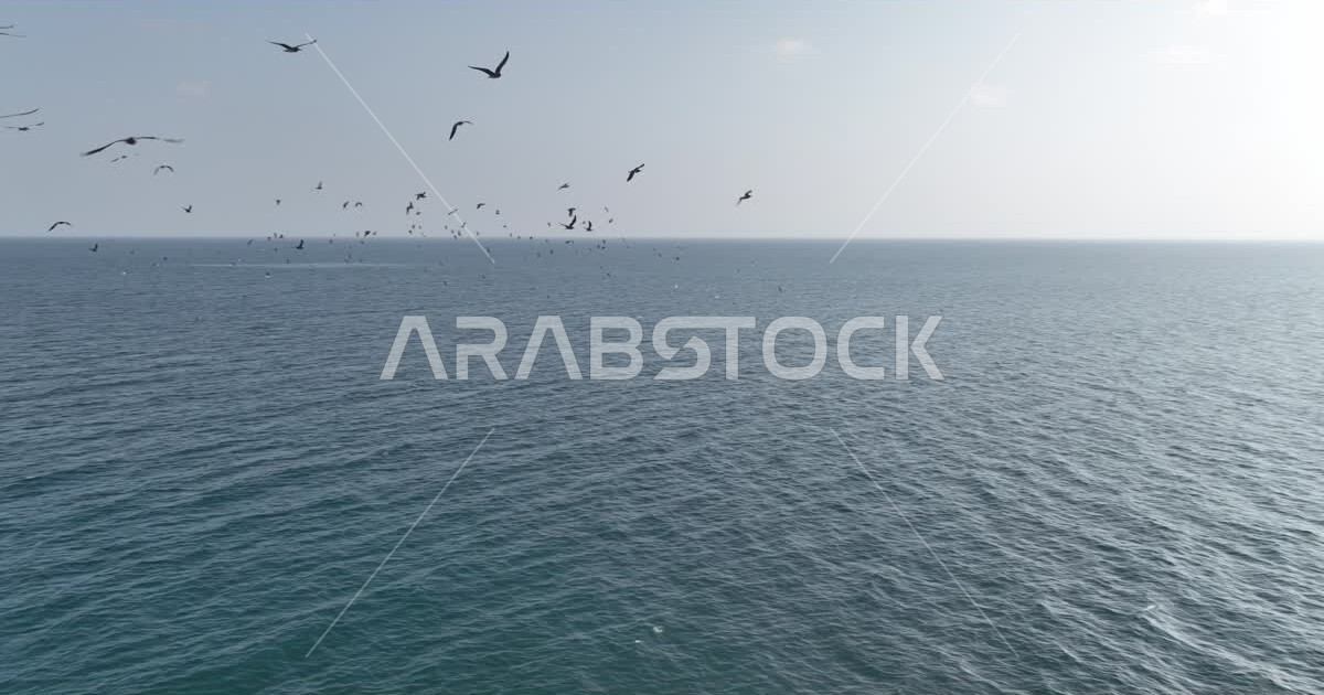 Tourism in coastal areas in the Kingdom of Saudi Arabia, places for ...