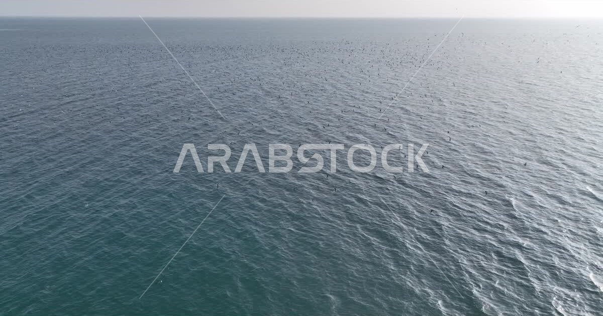 السياحة في المناطق الساحلية في المملكة العربية السعودية, أماكن الرحلات ...