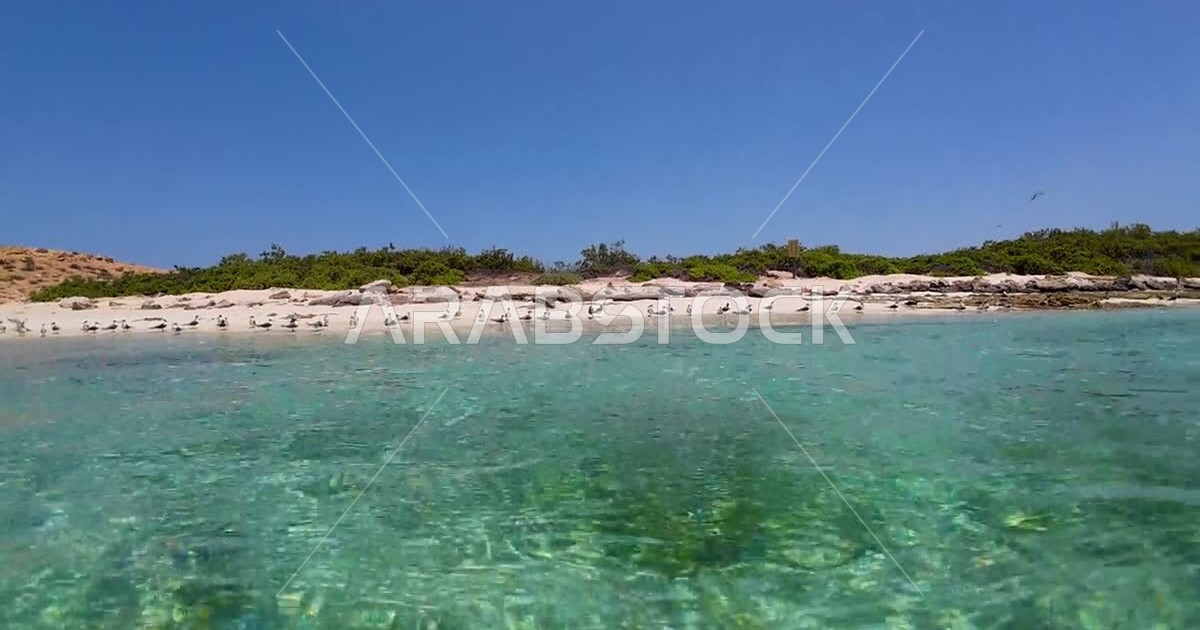 Rocky terrain and sandy beaches on the Omani coast, famous coastal ...