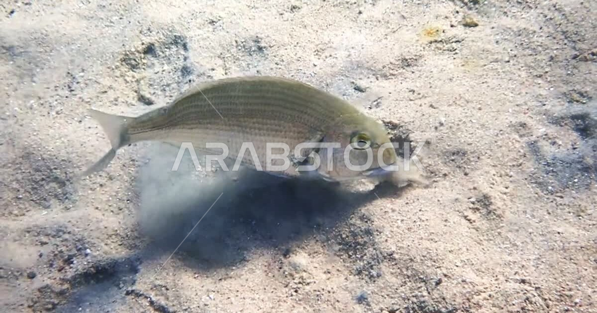 Deep sea fish, fish wealth in the United Arab Emirates, close-up of a ...