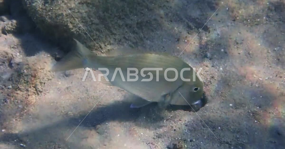 Deep sea fish, fish wealth in the United Arab Emirates, close-up of a ...