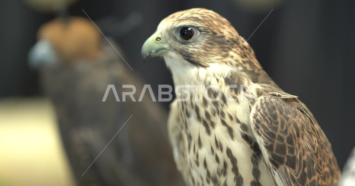 A close-up of the falcon, the most beautiful falcons in the world in ...