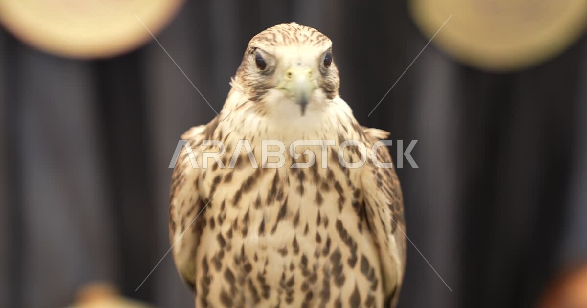 A close-up of the falcon, the most beautiful falcons in the world in ...