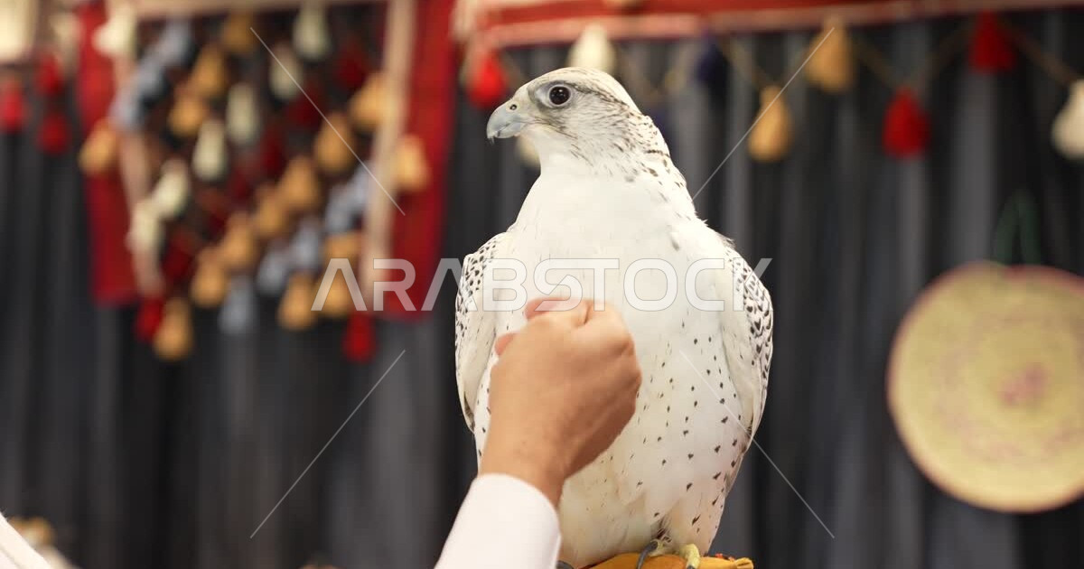 A close-up of the falcon, the most beautiful falcons in the world in ...