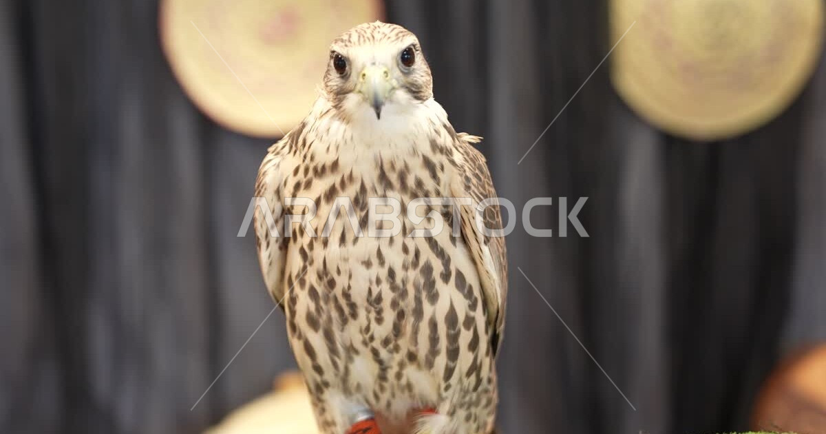A close-up of the falcon, the most beautiful falcons in the world in ...