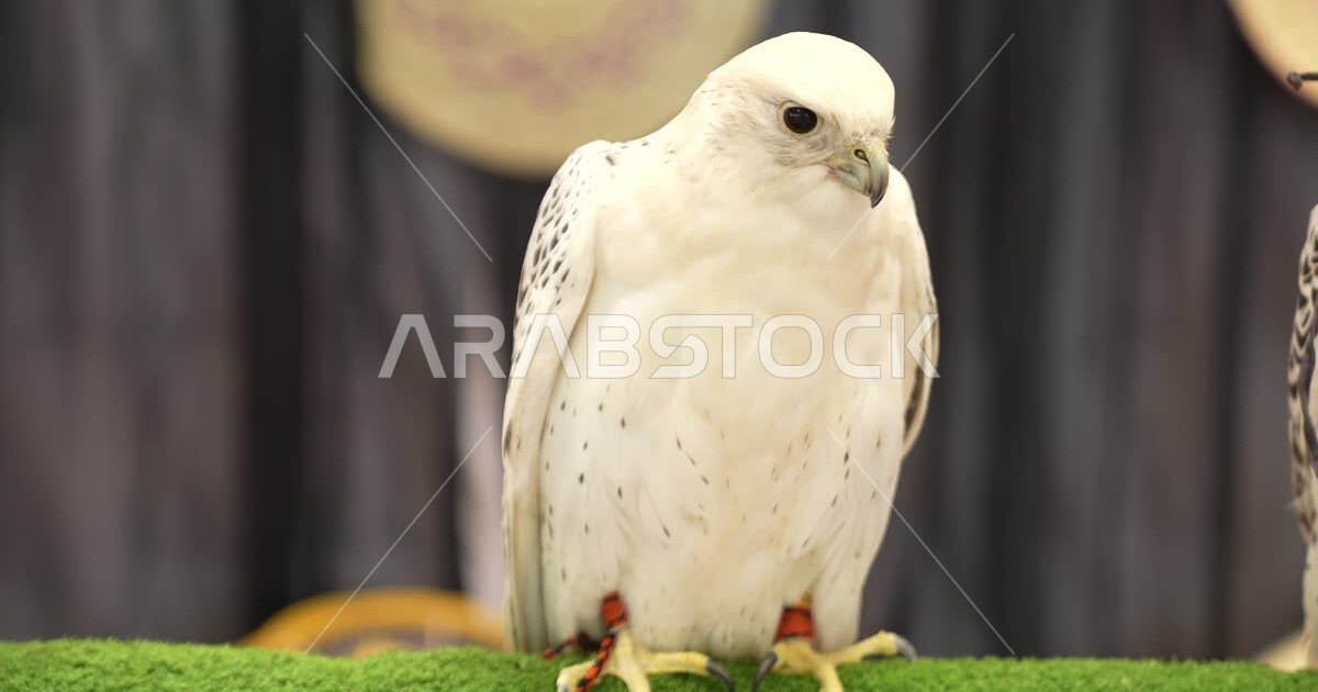 A close-up of the falcon, the most beautiful falcons in the world in ...