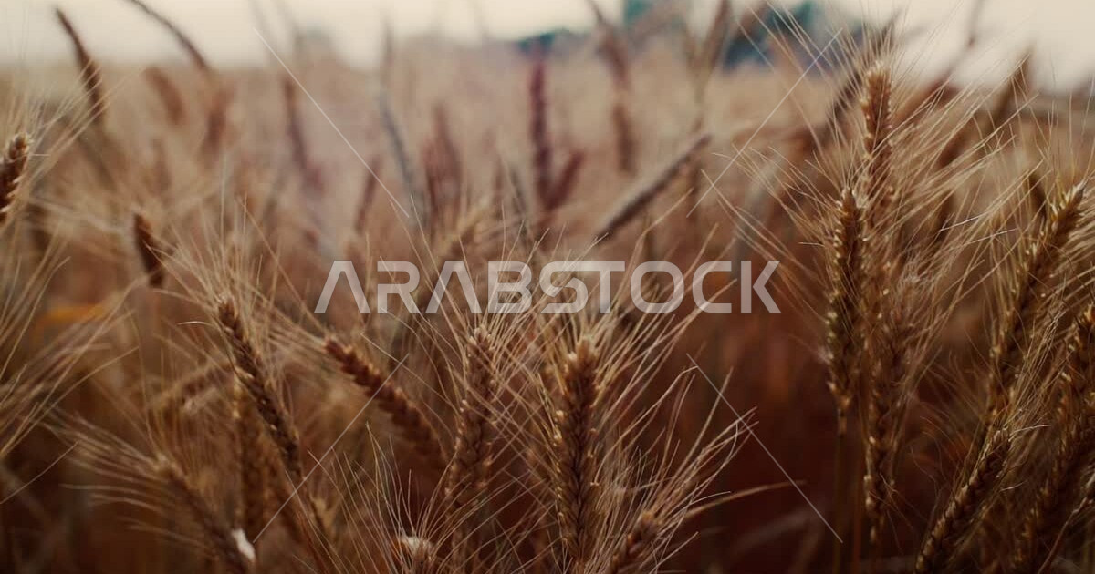 Aesthetic image of wheat fields in the Kingdom of Saudi Arabia, the ...