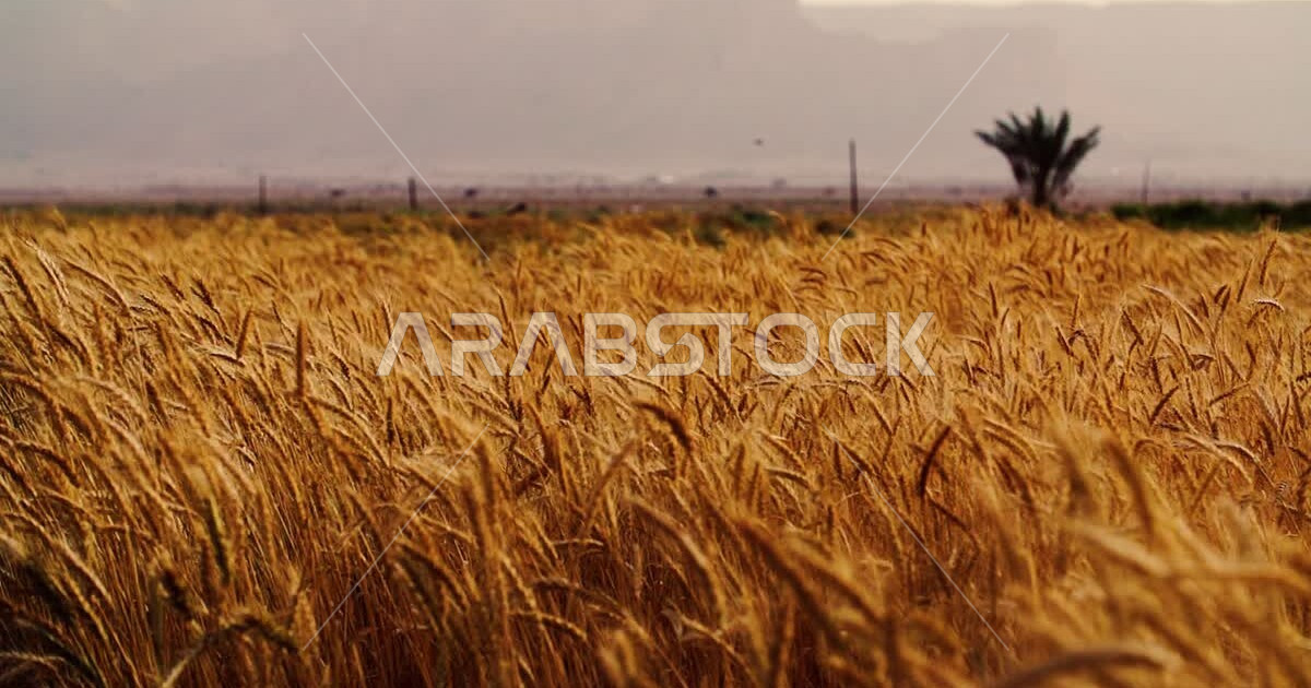 Aesthetic image of wheat fields in the Kingdom of Saudi Arabia, the ...