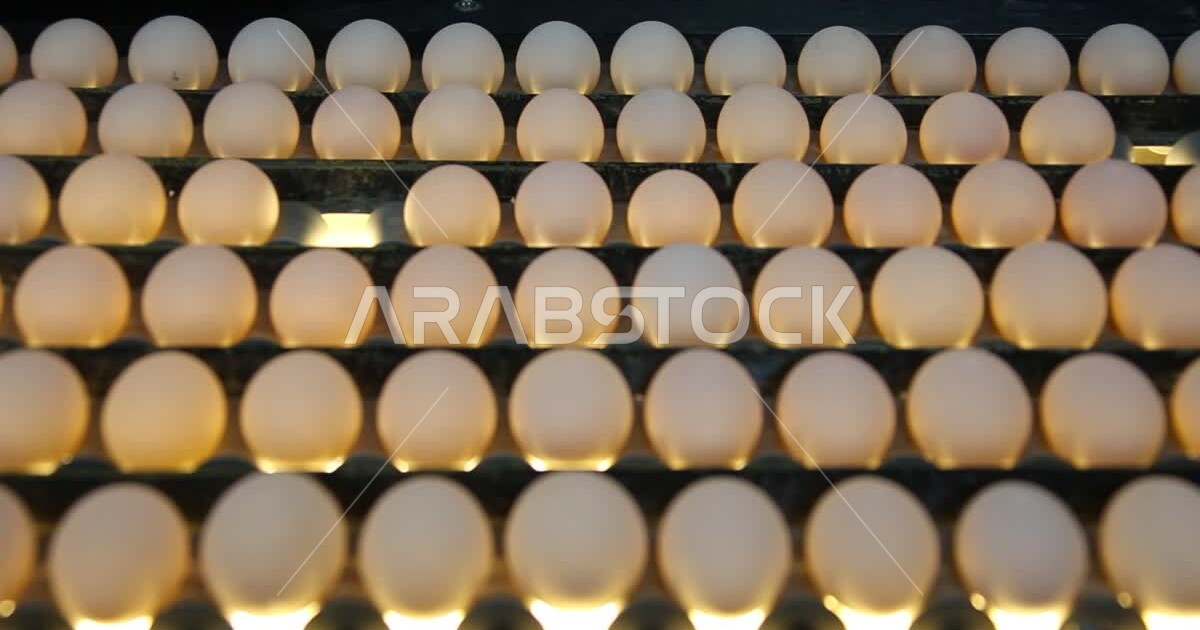 Egg production and treatment methods in Saudi factories, local organic ...