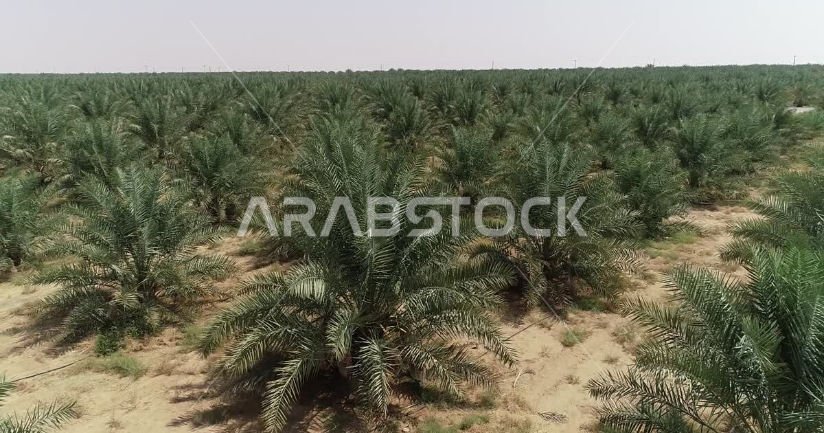 Photography of palm farms in the Kingdom of Saudi Arabia, farms for the ...
