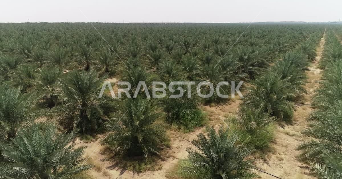 Photography of palm farms in the Kingdom of Saudi Arabia, farms for the ...