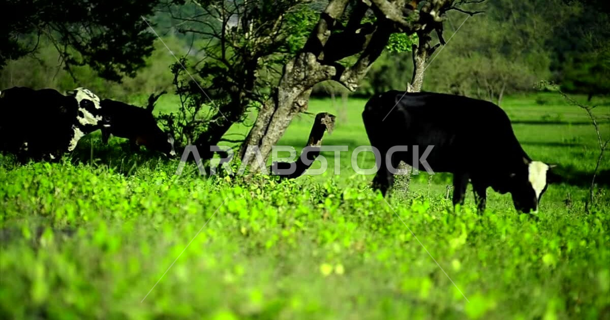 A group of cows in a nature reserve, cow breeding, green beauty of ...
