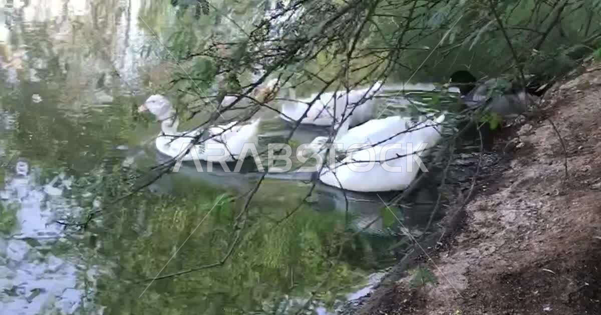 Close-up of ducks floating in a lake in Jeddah, Saudi Arabia ...