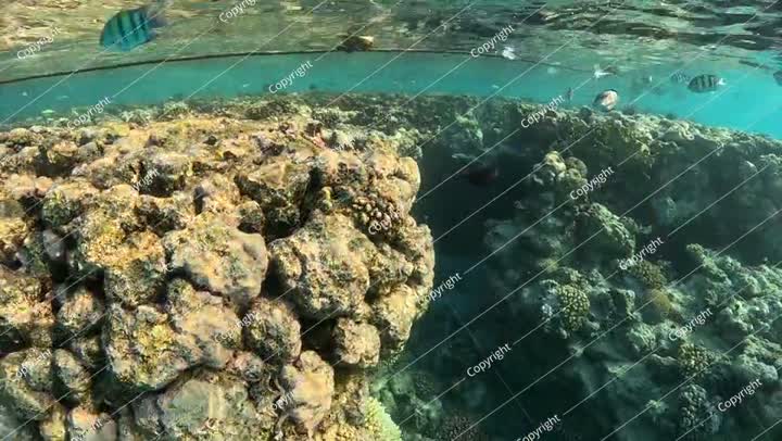 Marine life and fish, travel footage. Snorkeling with the school of ...
