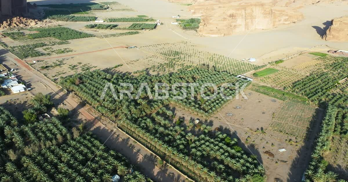 Drone photography of the agricultural lands of palm trees in the Al-Ula ...