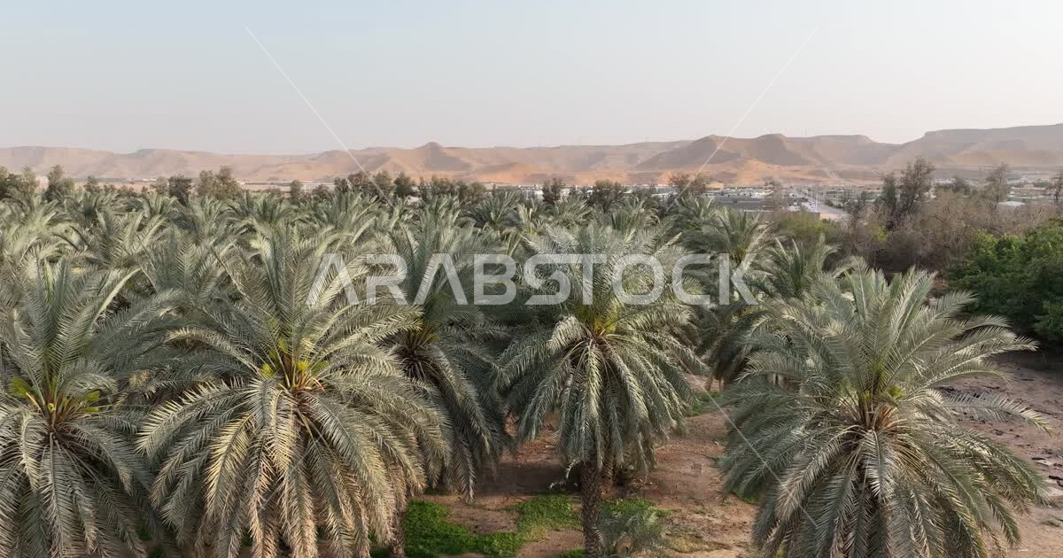 Drone photography of green palm farms in the Kingdom of Saudi Arabia, a ...