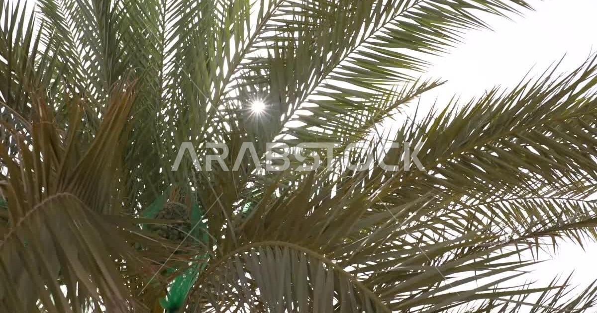 Drone photography of green palm farms in the Kingdom of Saudi Arabia, a ...
