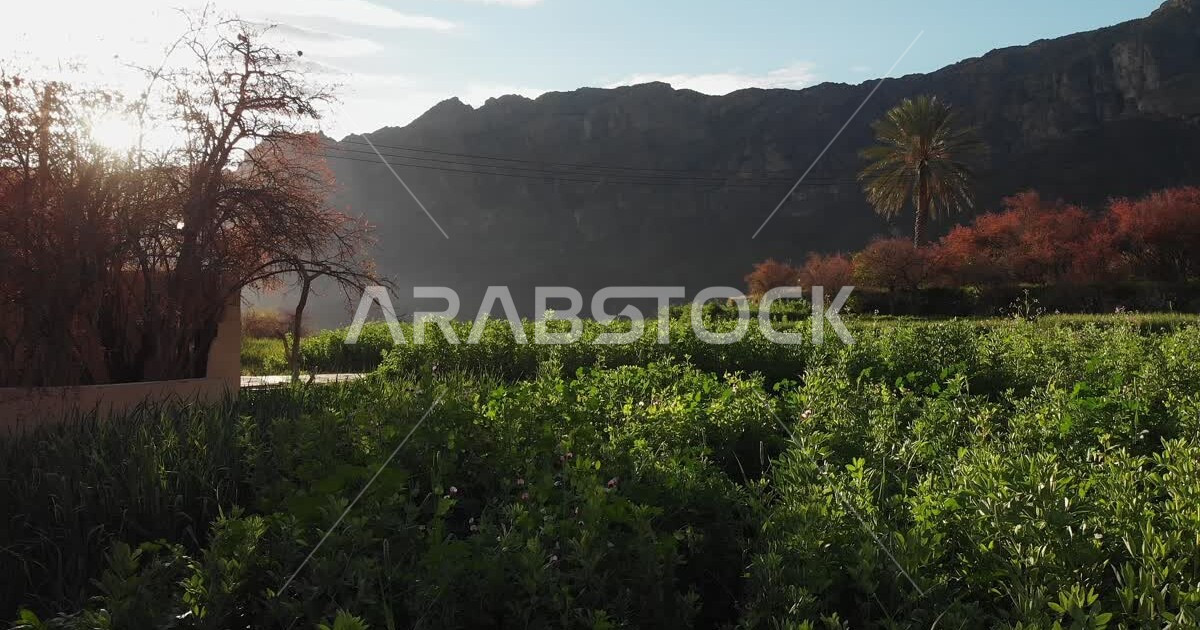 An Arab woman on a tour inside one of the large farms in the Sultanate ...