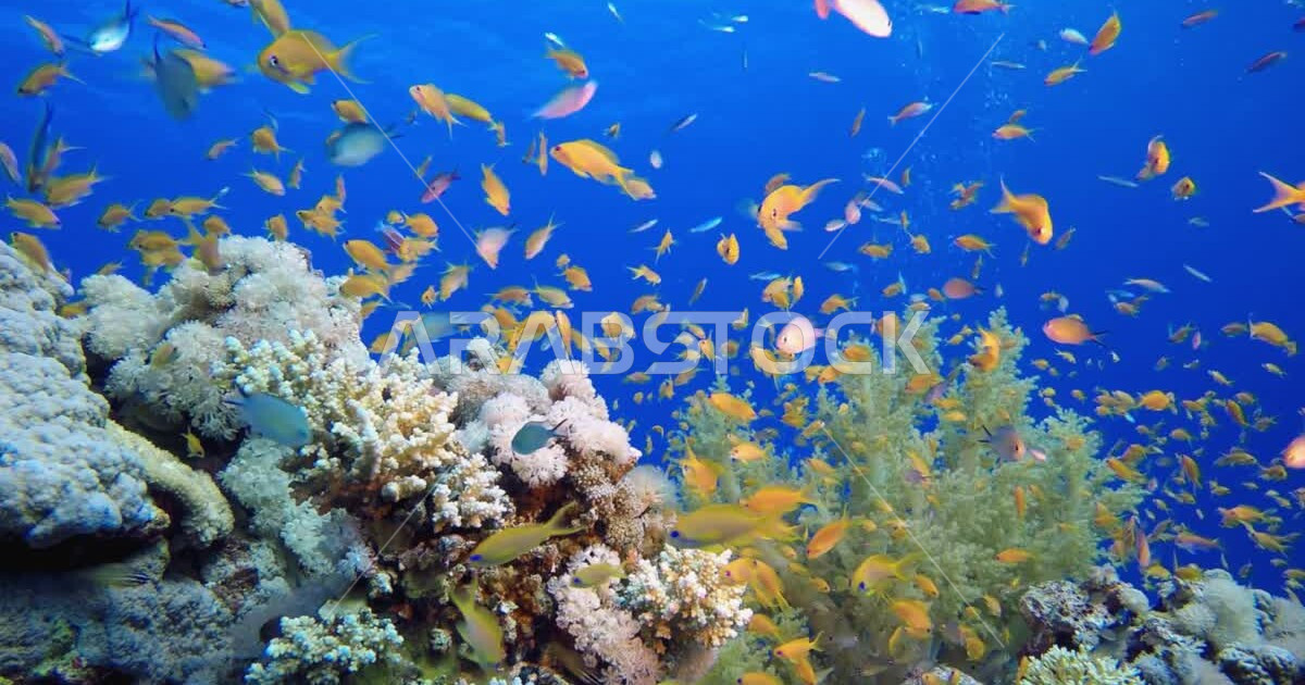 Close-up photography of marine fish underwater, marine reserve ...