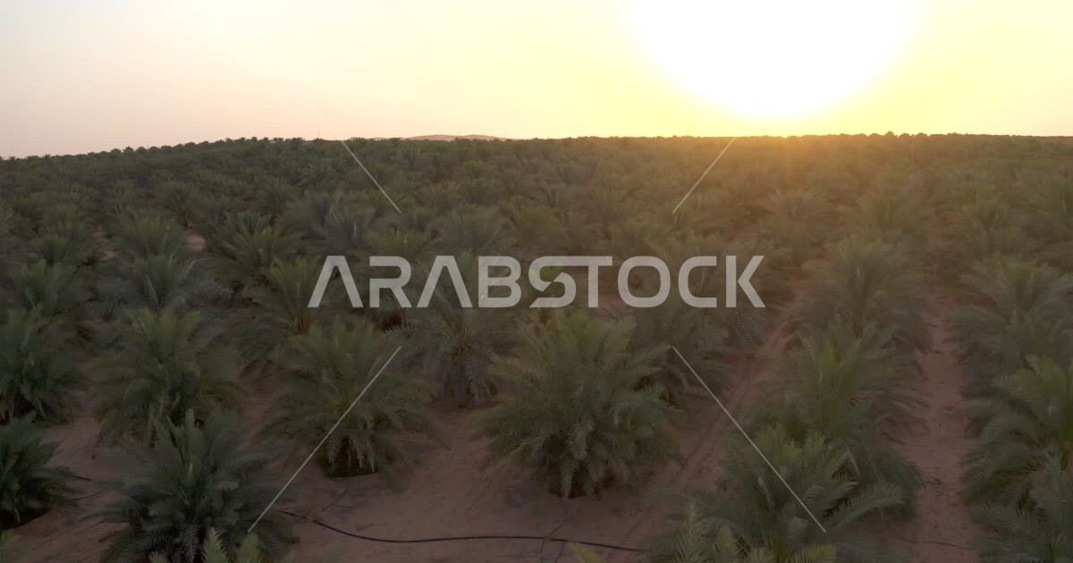 Drone photography of palm trees, green palm plantations, trees and ...