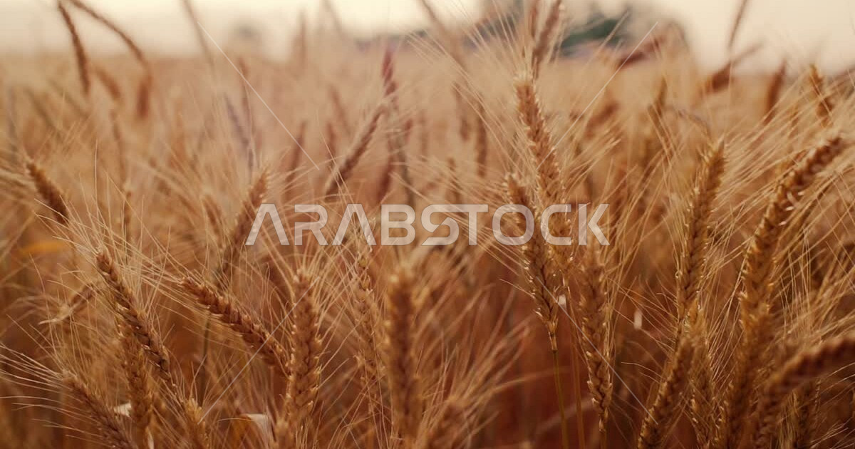 Wheat farms in Tabuk, wheat and grain fields in Tabuk City, agriculture ...