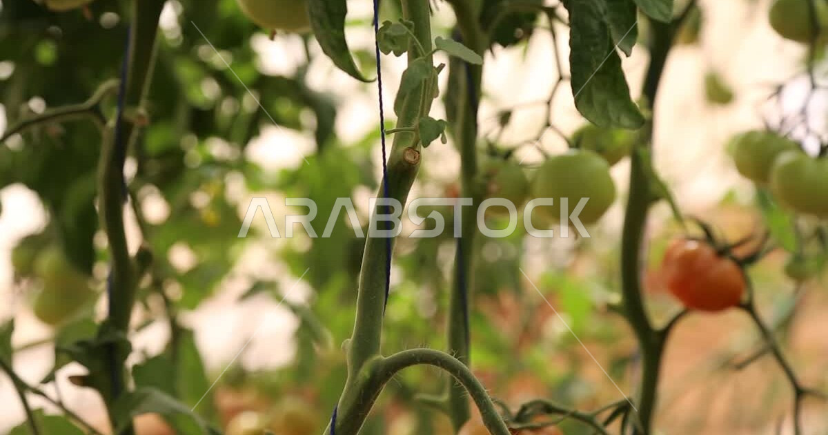 Cultivation of tomato trees inside agricultural reserves, agricultural ...