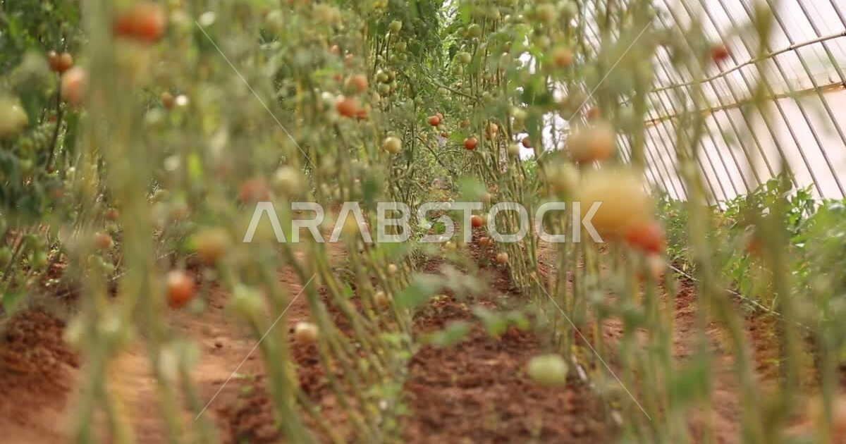 Cultivation of tomato trees inside agricultural reserves, agricultural ...