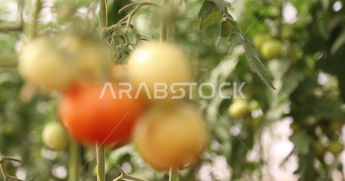 Cultivation of tomato trees inside agricultural reserves, agricultural ...