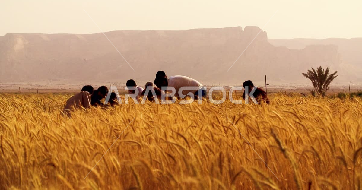 Wheat farms in Tabuk, wheat and grain fields in Tabuk City, agriculture ...