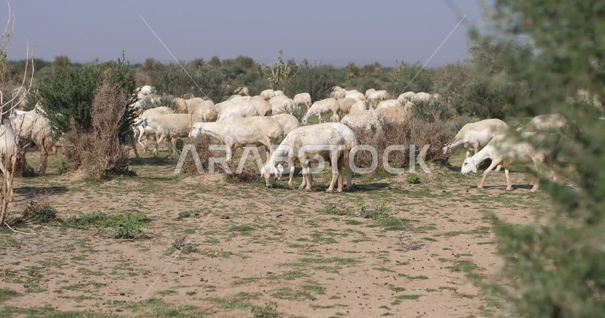 A group of sheep in the desert areas, a convoy of sheep in a wilderness ...
