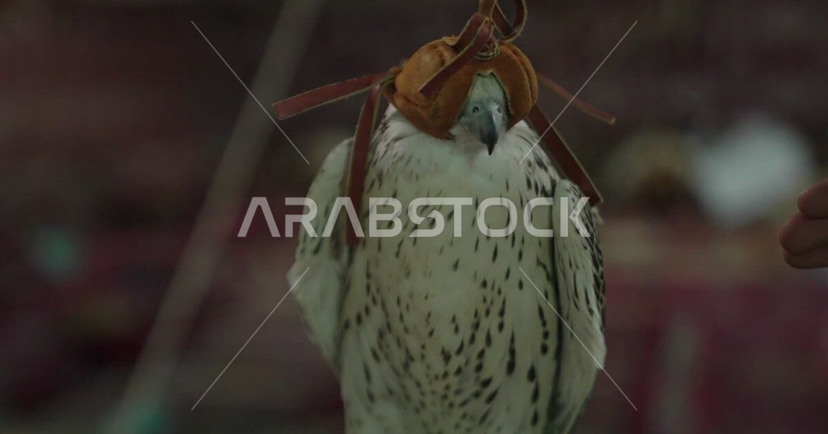 Close-up of a hawk of prey covered with a leather helmet on the head ...