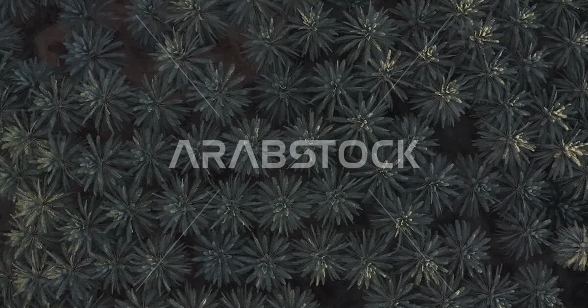 Drone photography of palm trees in the city of Al-Ula, Saudi Arabia ...