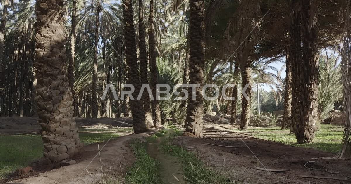 Palm trees in the city of Al-Ula in the Kingdom of Saudi Arabia, green ...