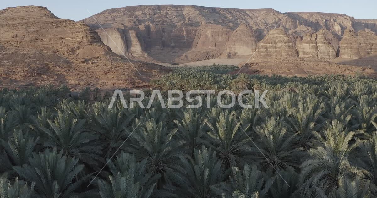 Drone photography of palm trees in the city of Al-Ula in the Kingdom of ...