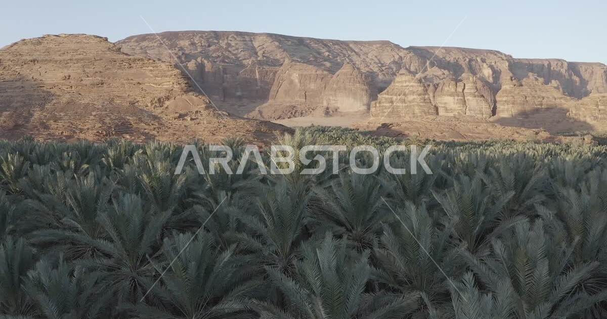 Drone photography of palm trees in the city of Al-Ula in the Kingdom of ...