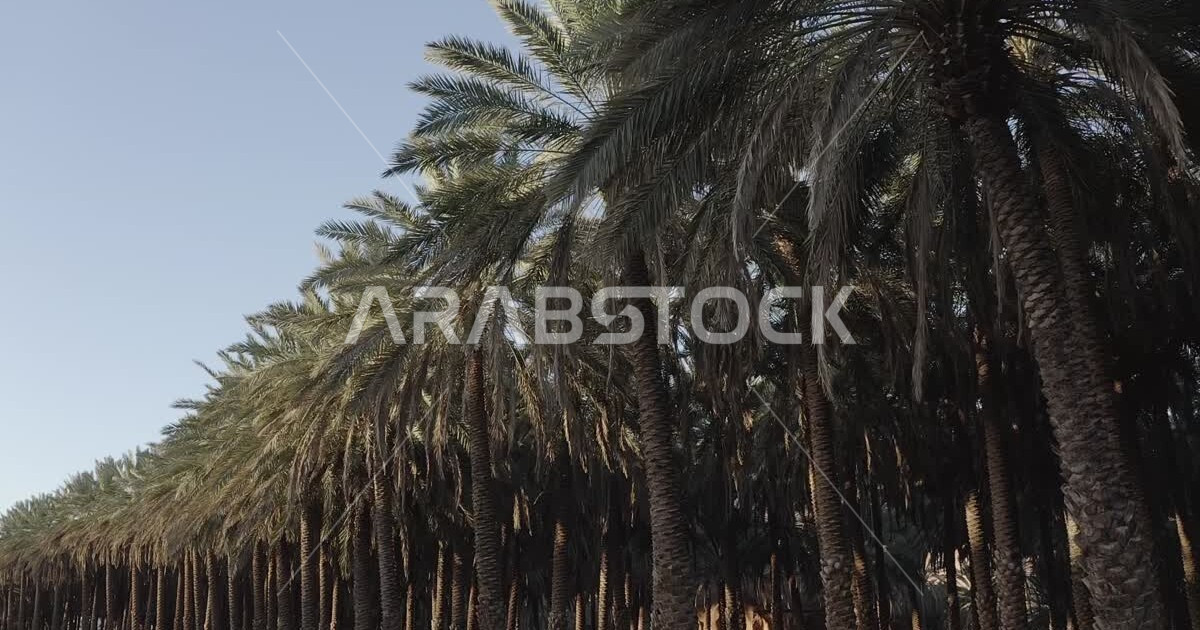 Palm trees in the city of Al-Ula in the Kingdom of Saudi Arabia, green ...