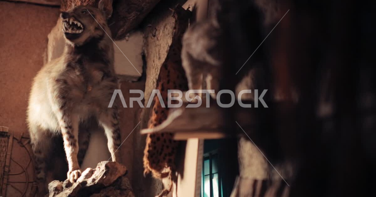 Embalmed hyena and stuffed cat in the room, Saudi heritage, hunting ...