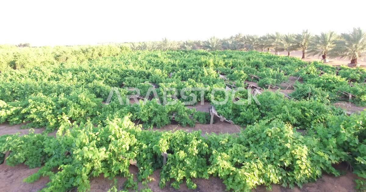 Farms and fields in Al-Qassim, Al-Qassim farms, Agriculture in Saudi ...